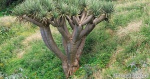 Árbol dragón | BIOPEDIA