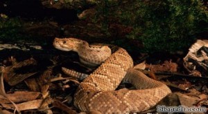 Víbora de cascabel de Aruba (Crotalus unicolor) | BIOPEDIA