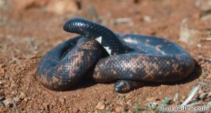Pitón africano de madriguera (Calabaria reinhardtii) | BIOPEDIA