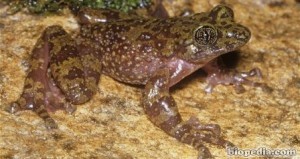 Rana fantasma de Montaña de la Mesa (Heleophrynerosei) | BIOPEDIA
