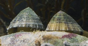 Lapa común (Patella vulgata) | BIOPEDIA