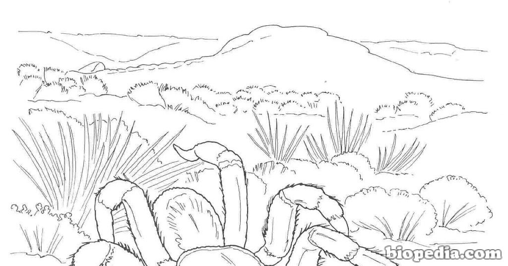 Habitats para colorear | BIOPEDIA