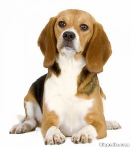 Animales de granja | BIOPEDIA